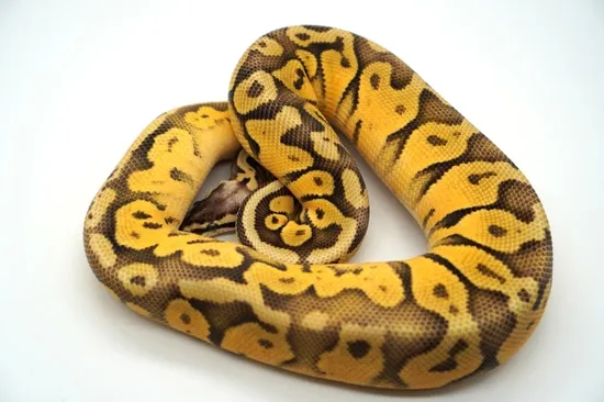 Orange Dream Super Pastel Weirdo Het Puzzle Ball Python by Ozzy Boids LLC