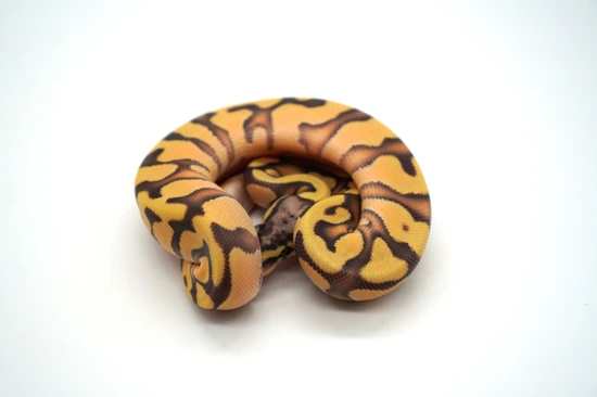 Pastel Orange Dream Enchi Hypo DH Ultramel Pied Ball Python by Ozzy ...