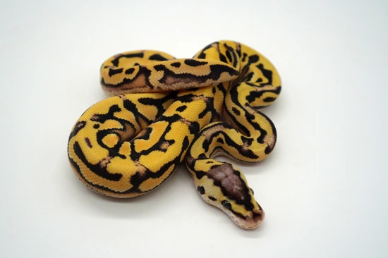 Orange Dream Pastel Weirdo Puzzle 66% Het Desert Ghost Ball Python by ...