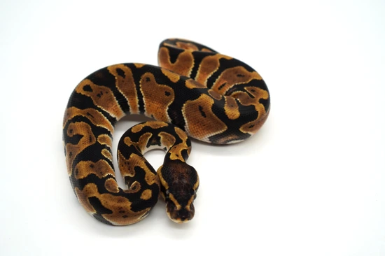 DH Ultramel Desert Ghost Ball Python by Ozzy Boids LLC