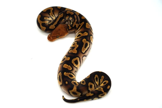 Cinder Clown Ball Python by Ozzy Boids LLC