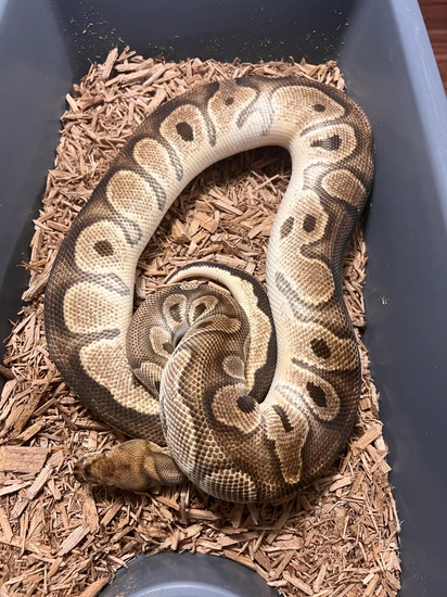 Orange Dream Red Stripe Clown Het Genetic Stripe Ball Python by Ozzy ...