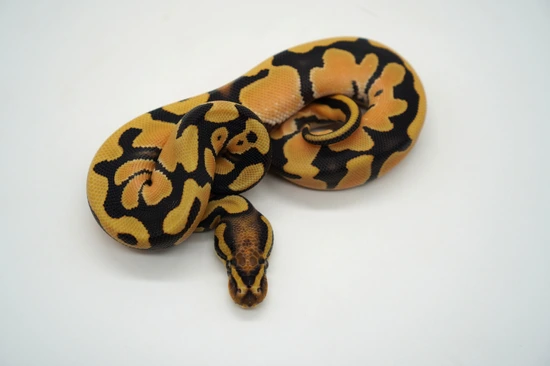 Super Orange Dream Desert Ghost Het Ultramel Ball Python by Ozzy Boids LLC