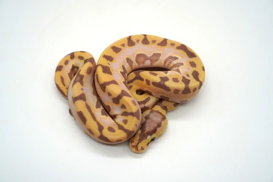 Pastel Vanilla Banana Puzzle Ball Python by Ozzy Boids LLC