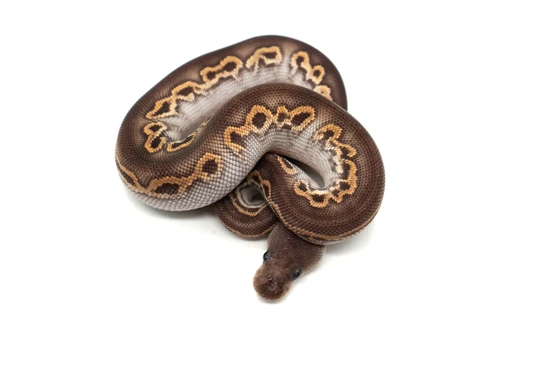Mojave Cinnamon Super Black Head Clown Ball Python by Ozzy Boids LLC