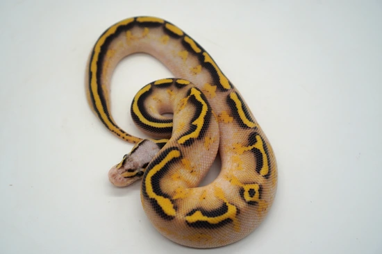 Super Orange Dream Pastel Freeway DH Desert Ghost Clown Ball Python by ...
