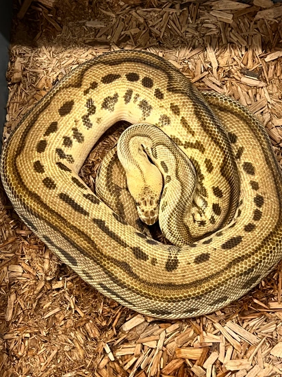 OD Pastel Leopard Clown Ball Python by Ozzy Boids LLC