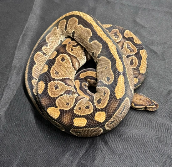TH Caramel Hypo Pied 1.1 Adult Pair Ball Python by P5Pythons
