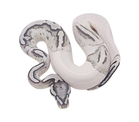 VPI Axanthic Hypo Pied Ball Python by P5Pythons
