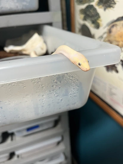 Blue Eye Leucistic Columbian Rainbow Boa Colombian Rainbow Boa by Flood ...