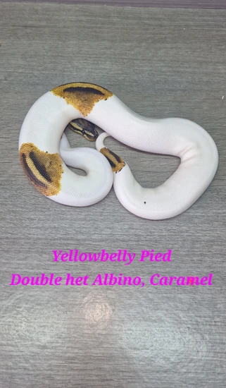 Yellowbelly Pied, Dh Caramel Albino Ball Python by East Kent Reptiles