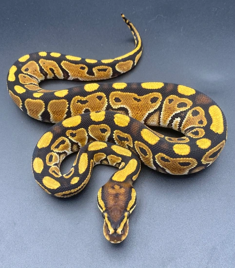Special Het Clown 50% Het Genetic Stripe Ball Python by Pagoda City Pythons