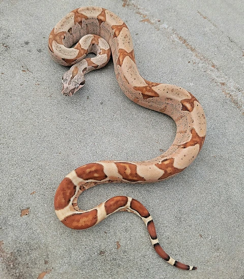 PP Hypo DH Spector Boa Constrictor by BloodLine Boas