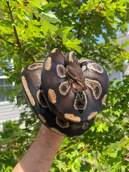 Proven Chocolate + Ball Python by Painted Scales Reptiles