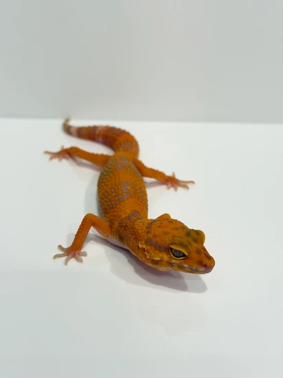 TSF South Korean Sunspot Leopard Gecko by Painted Scales Reptiles