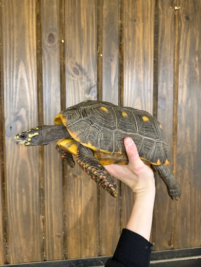 Redfoot Tortoise Male Red-Footed Tortoise by Pakey’s Farms & Exotics