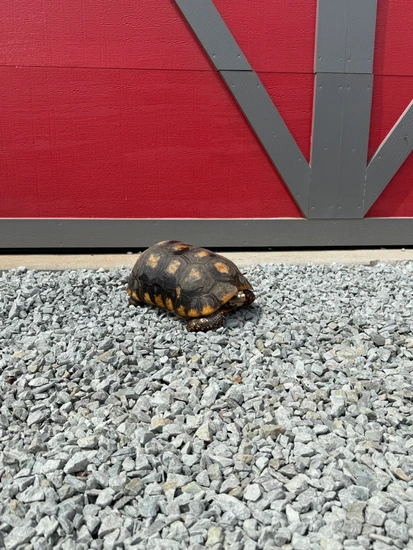 Large Male Redfoot Red-Footed Tortoise by Pakey’s Farms & Exotics