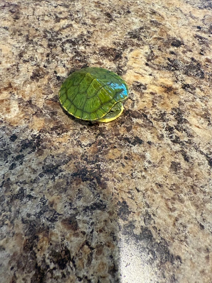 Red Ear Sliders Slider Turtle by Pakey’s Farms & Exotics