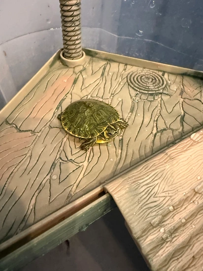 Yellow Bellied Sliders Slider Turtle by Pakey’s Farms & Exotics