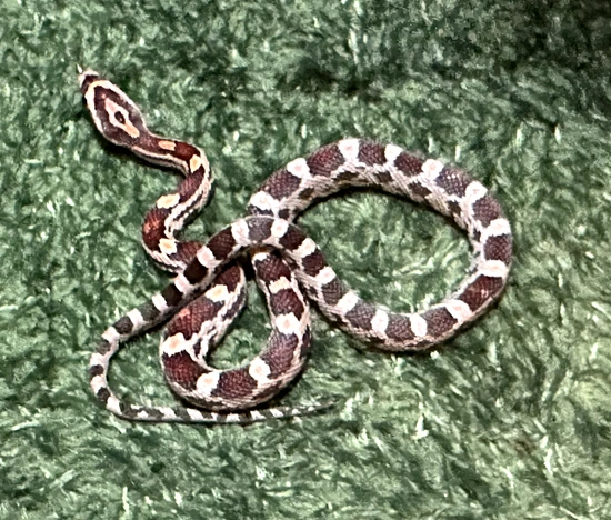 Normal Corn Snake by SnakeSmithS