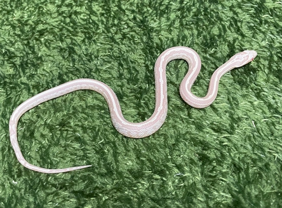 Snow Tessera Corn Snake by SnakeSmithS