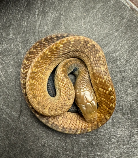 Blacktail Cribo 50% Possible Het Axanthic Cribo & Indigo Snakes by Palm ...