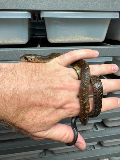 Blacktail Cribo 50% PH Axanthic Cribo & Indigo Snakes by Palm Beach ...
