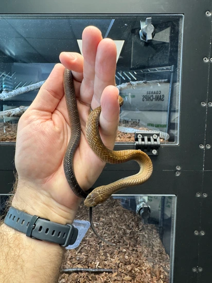 66% PH Axanthic Blacktail Cribo & Indigo Snakes by Palm Beach Colubrids LLC