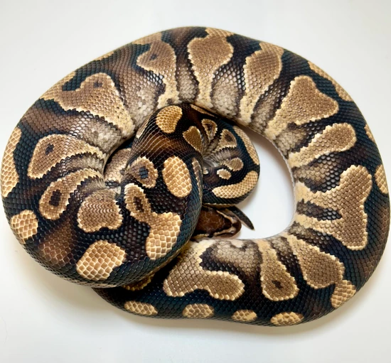 Pastel Yellow Belly/Asphalt Ball Python by Raider Reptiles