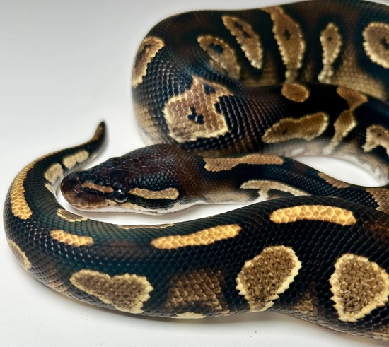 Super Black Head Yellow Belly Ball Python by Raider Reptiles