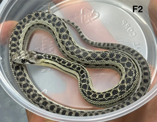 Anery SD Gopher Gopher Snake by Pandasfauna