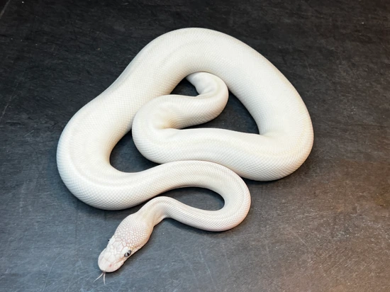 Butter Mojave 100% Het Clown Pos GHI Ball Python by Pandora’s Pythons