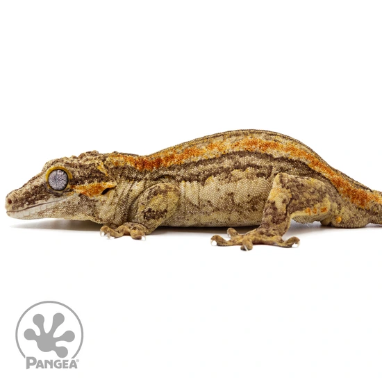 Male Orange Stripe Gargoyle Gecko Ga-0272 by Pangea Reptile