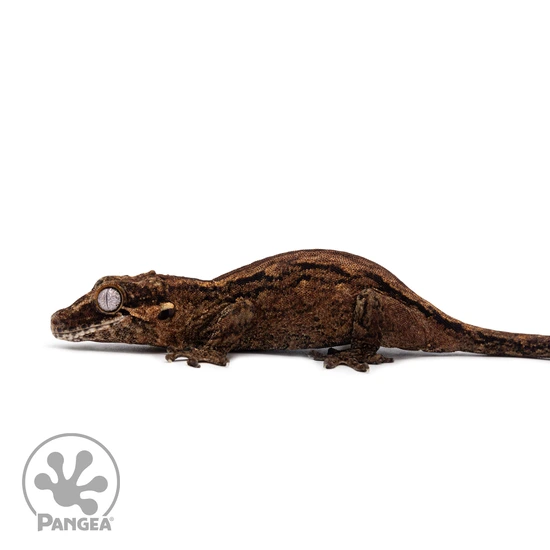 Black Stripe Gargoyle Gecko Ga-0321 by Pangea Reptile
