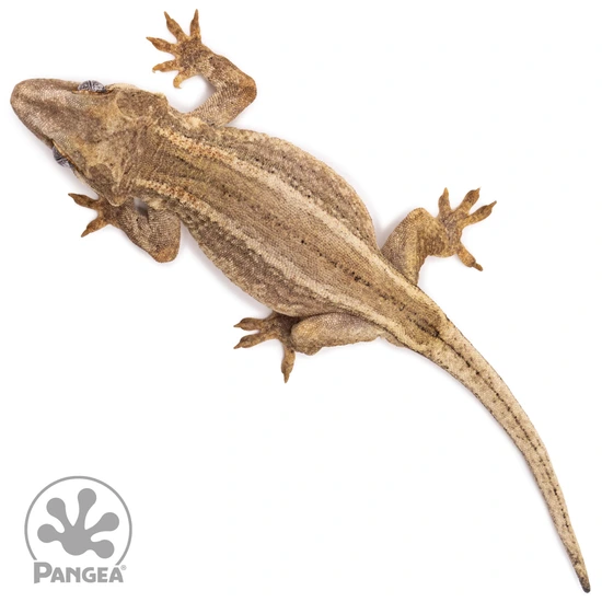 Male Striped Gargoyle Gecko Ga-0097 by Pangea Reptile