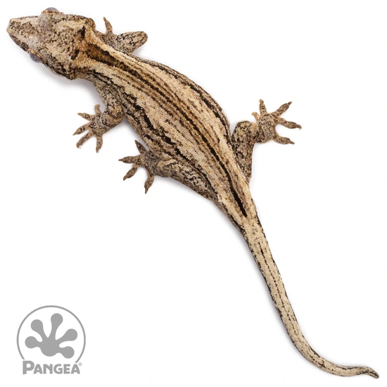 Female Striped Gargoyle Gecko Ga-0230 by Pangea Reptile
