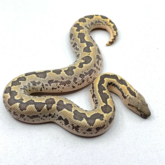 Het. Spotted Stripe Rough-Scaled Sand Boa by IE Exotics