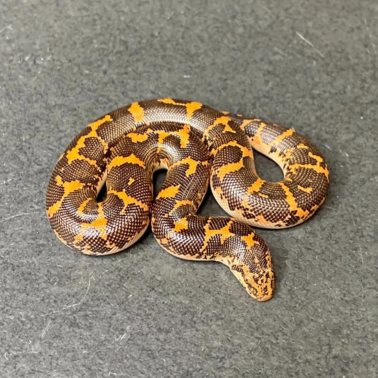 Normal Kenyan Sand Boa by IE Exotics