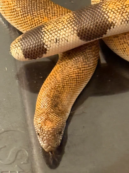 Sunset Variant Johnii Indian Sand Boa by IE Exotics