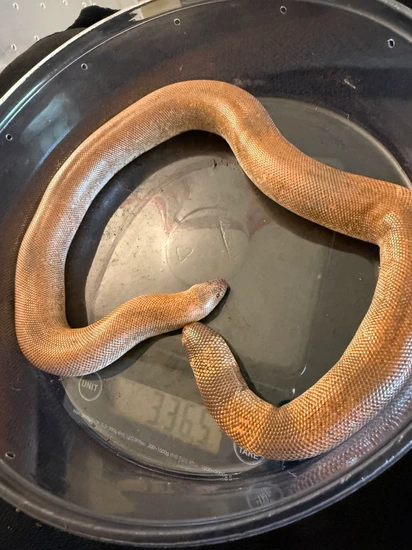 Sunset Variant Johnii Indian Sand Boa by IE Exotics