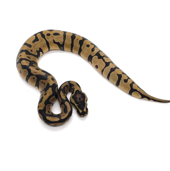Enchi Acid Spotnose Ball Python by Mutation Station Ball Pythons LLC