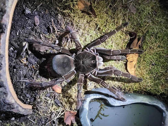 Theraphosa Stirmi (Burgundy Goliath Birdeater) 7"-8" Tarantula by Itsy ...