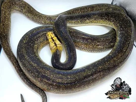 OGS Calico GC 👀👀👀 Reticulated Python by Paragon Exotics