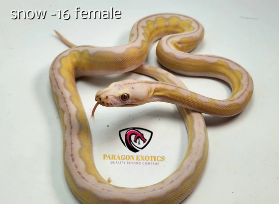 Purple Motley Tiger SNOW Female Reticulated Python by Paragon Exotics