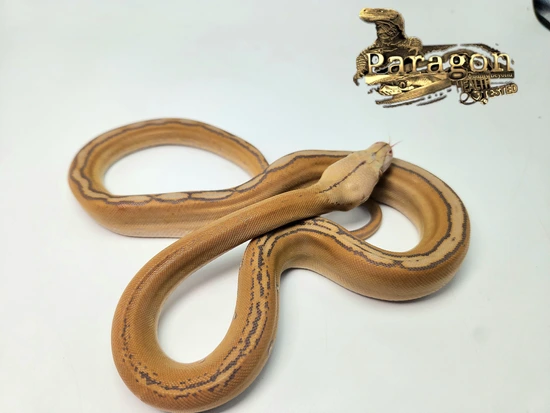 Renick's Ghost Golden Child Genetic Stripe Pos Sun** LIMITED TIME SALE ...