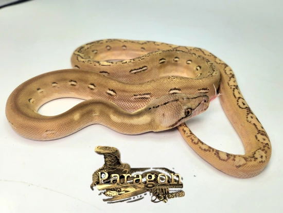 Platty Marble Phantom 100% Het Ocelot Pos Het Caramel. POWERHOUSE ...