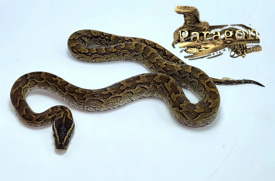 African Rock Python FREE SHIPPING by Paragon Exotics