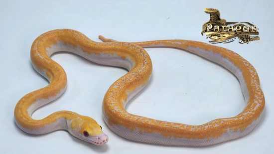 Albino Pied Tiger AMAZING Reticulated Python by Paragon Exotics