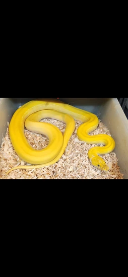 Beautiful Ultra Ivory 2 Yr Old Reticulated Python by Paragon Exotics