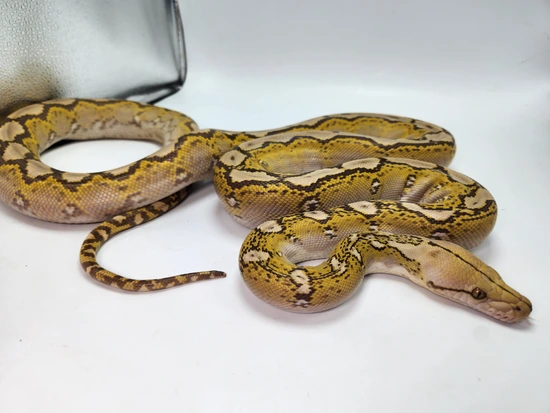 Motley Mochino Reticulated Python by Paragon Exotics
